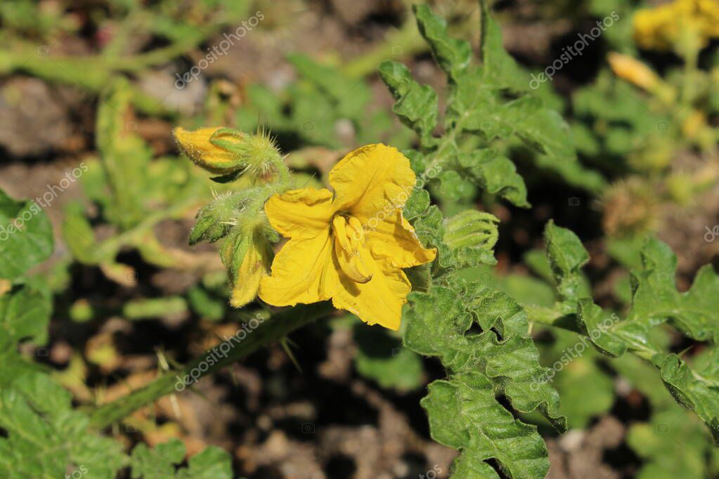 "Buffalo Bur Nightshade "flor (o Colorado Bur, cardo de Kansas, cardo ...