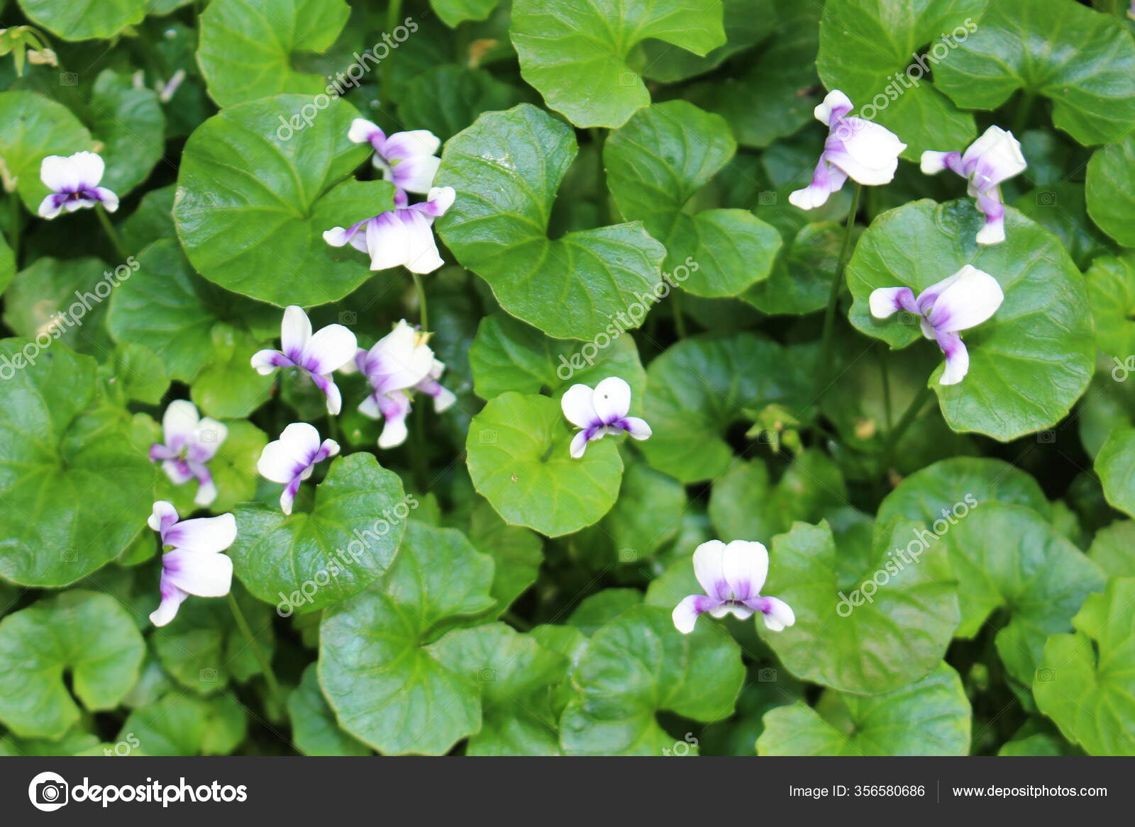 Australian Native Violet Flower Ivy Leaved Violet Trailing Violet ...