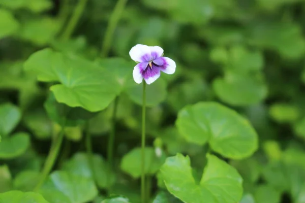 Australian Native Violet Flower Ivy Leaved Violet Trailing Violet ...