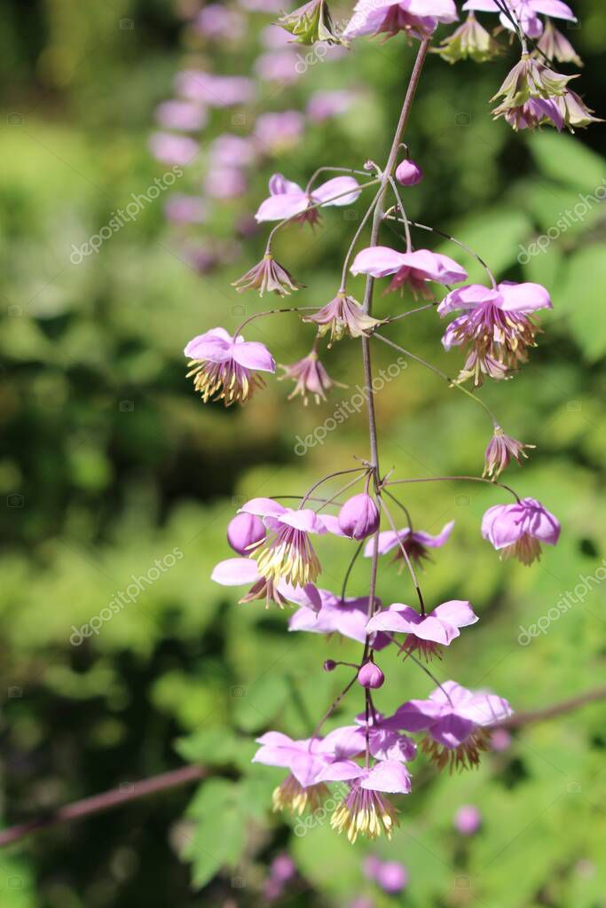 Lilac-malva "Chinese Meadow Rue" flores (o Yunnan Meadow Rue) en St ...