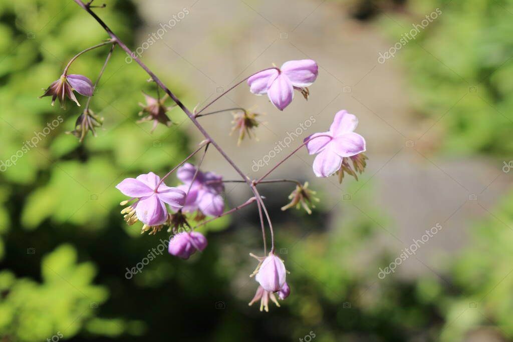 Lilac-malva "Chinese Meadow Rue" flores (o Yunnan Meadow Rue) en St ...