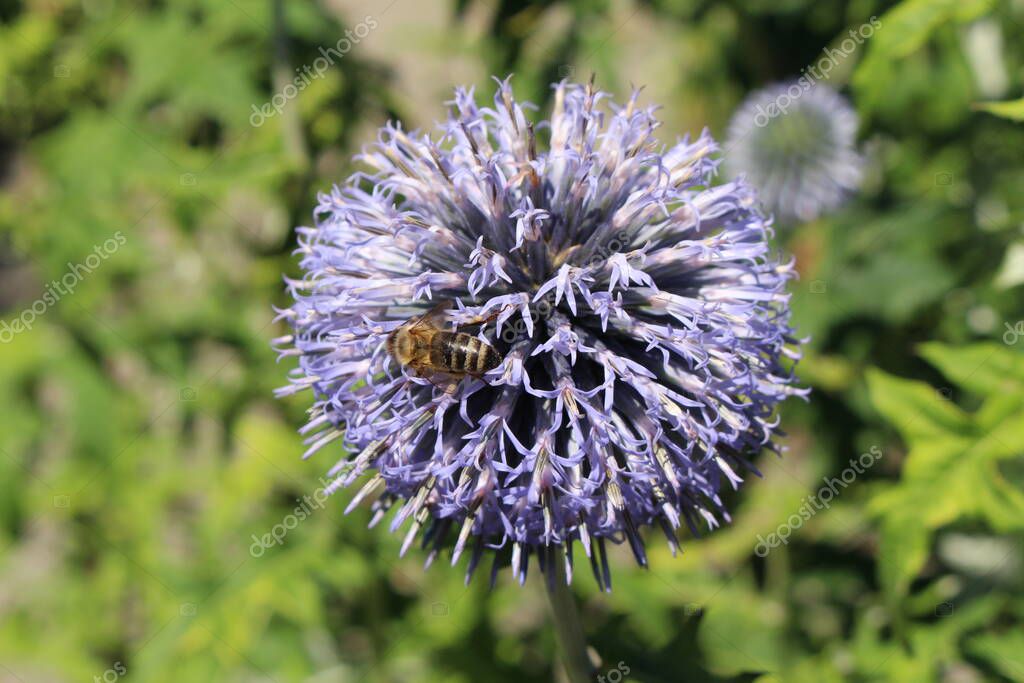"Flor de cardo globo pequeño (o erizo azul, cardo globo austral) en St ...