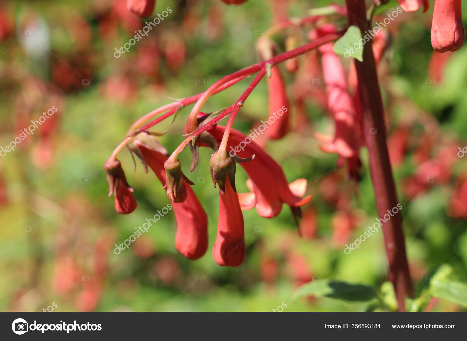 Cape Fuchsia