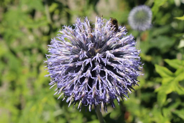 "Flor de cardo globo pequeño (o erizo azul, cardo globo austral) en St ...