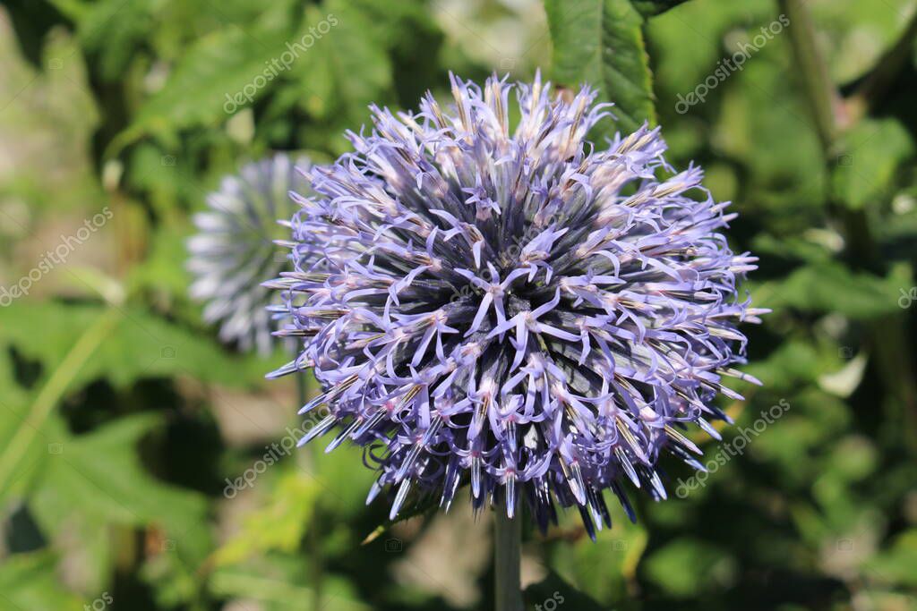 "Flor de cardo globo pequeño (o erizo azul, cardo globo austral) en St ...