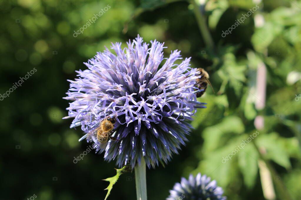"Flor de cardo globo pequeño (o erizo azul, cardo globo austral) en St ...
