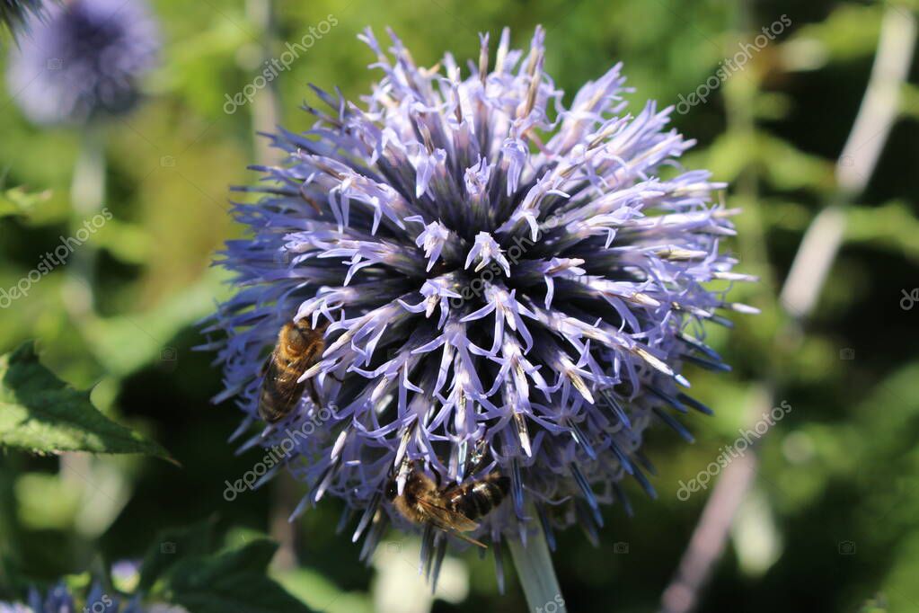 "Flor de cardo globo pequeño (o erizo azul, cardo globo austral) en St ...
