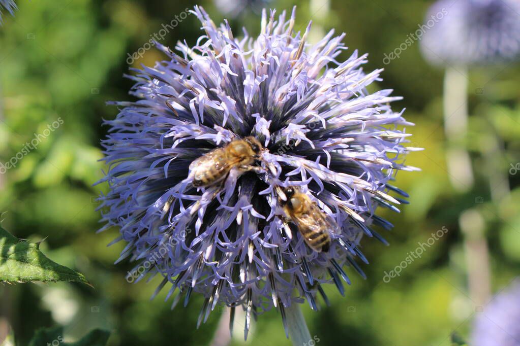 "Flor de cardo globo pequeño (o erizo azul, cardo globo austral) en St ...