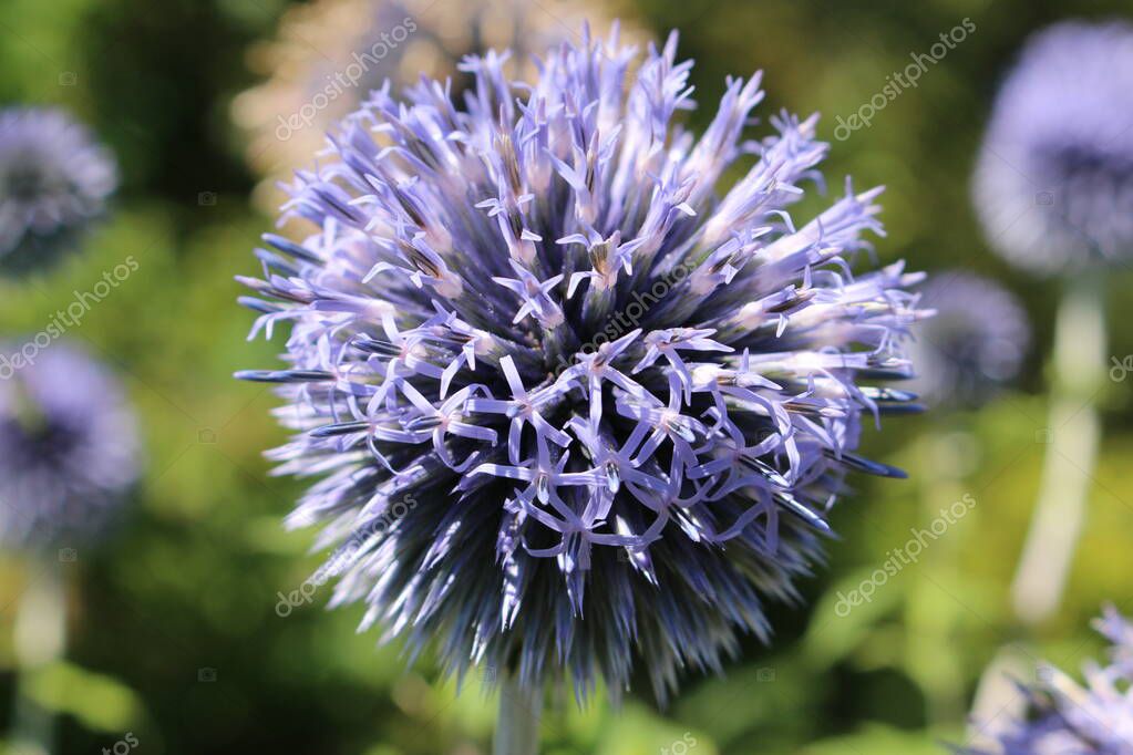 "Flor de cardo globo pequeño (o erizo azul, cardo globo austral) en St ...
