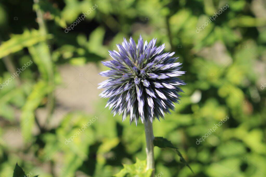 "Flor de cardo globo peque o (o erizo azul, cardo globo austral) en St ...
