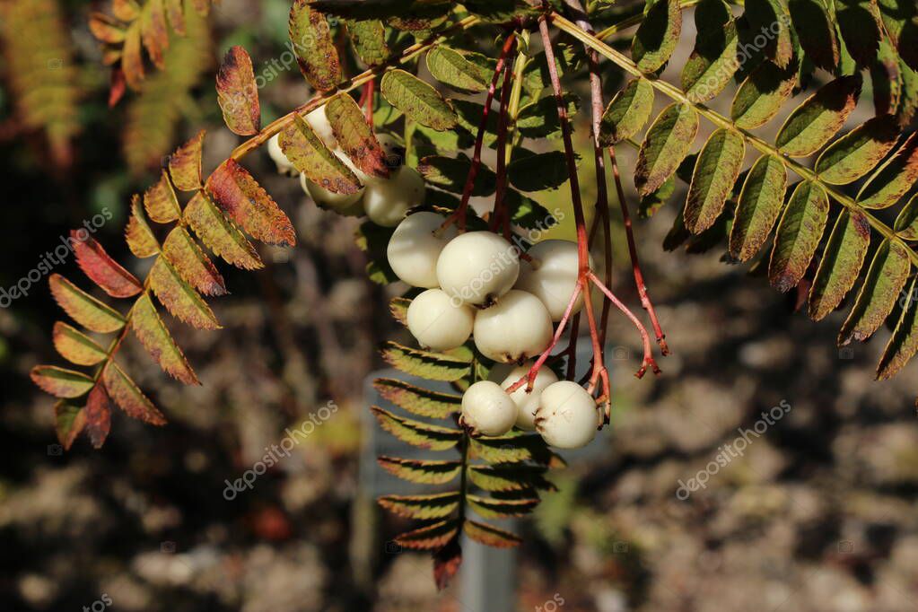 Frutos blancos de la planta "Koehne Mountain Ash" (o White-fruited ...