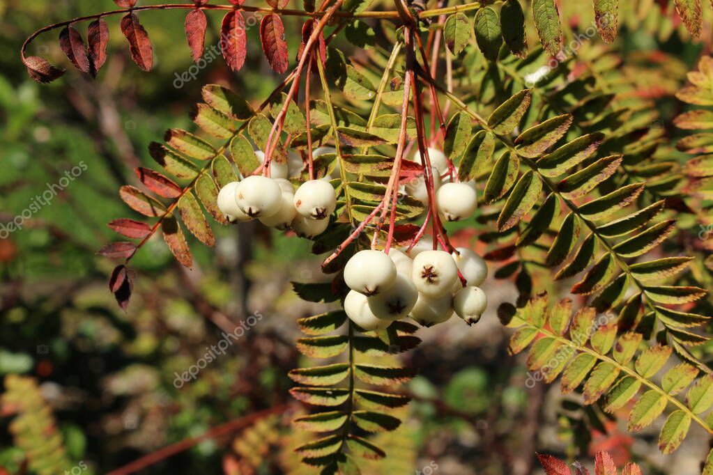 Frutos blancos de la planta "Koehne Mountain Ash" (o White-fruited ...