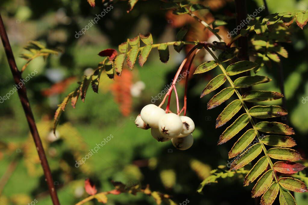 Frutos blancos de la planta "Koehne Mountain Ash" (o White-fruited ...