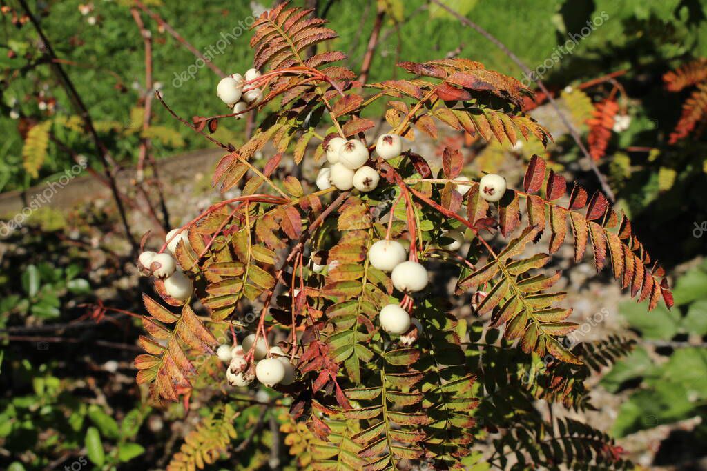 Frutos blancos de la planta "Koehne Mountain Ash" (o White-fruited ...