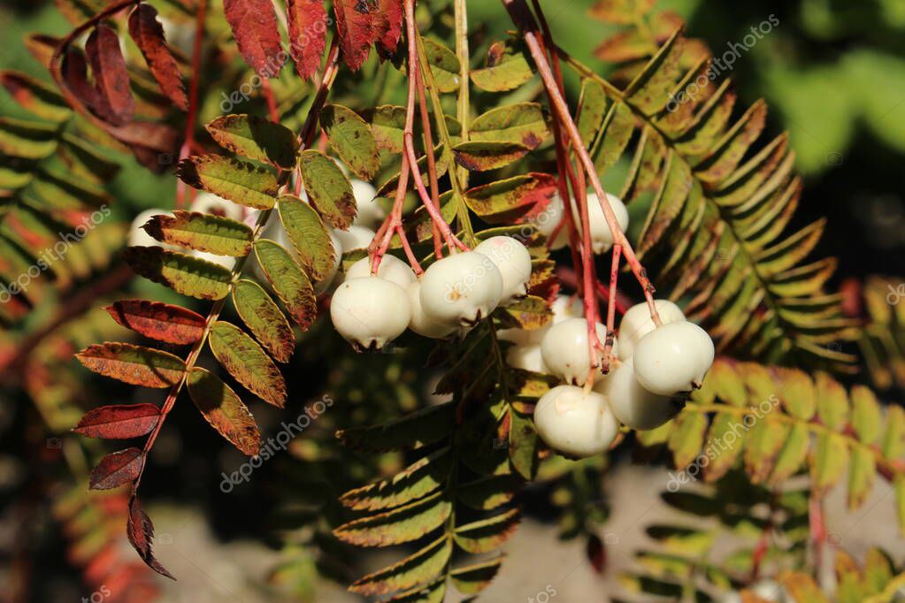 Frutos blancos de la planta "Koehne Mountain Ash" (o White-fruited ...