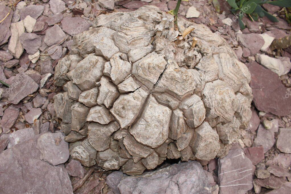 Planta tipo roca "Elephant 's Foot" (o Pan Hottentot) en St. Gallen ...