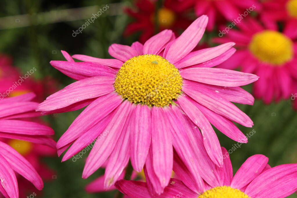 Hybrid "Painted Daisy 'Robinson' s Red '" flower (or Pyrethrum ...