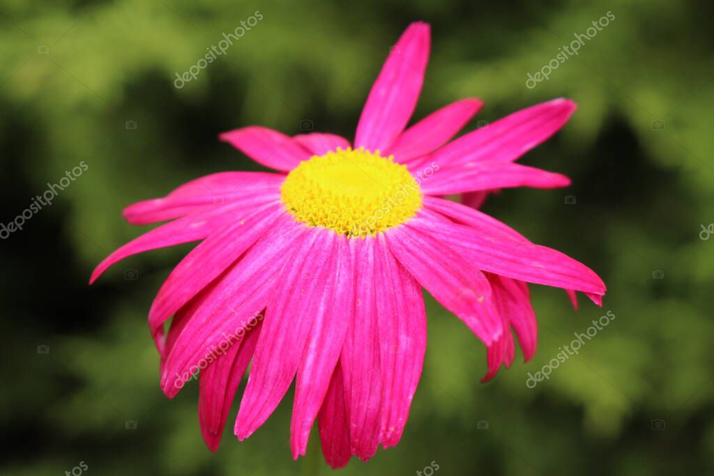 Hybrid "Painted Daisy 'Robinson' s Red '" flower (or Pyrethrum ...
