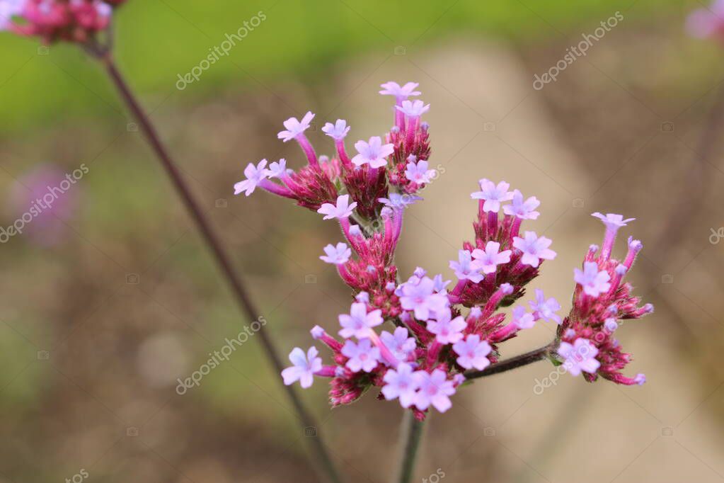 "Purpletop Vervain "flowers (or Clustertop Vervain, Argentinian Vervain ...