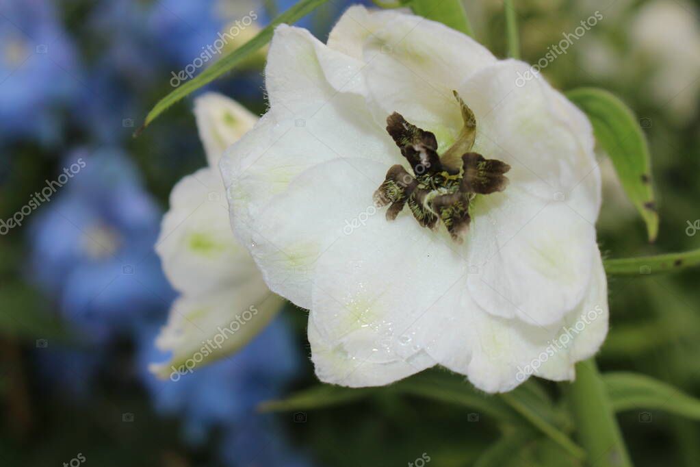Flor híbrida blanca de mediados de siglo "Delphinium Ivory Towers" (o ...