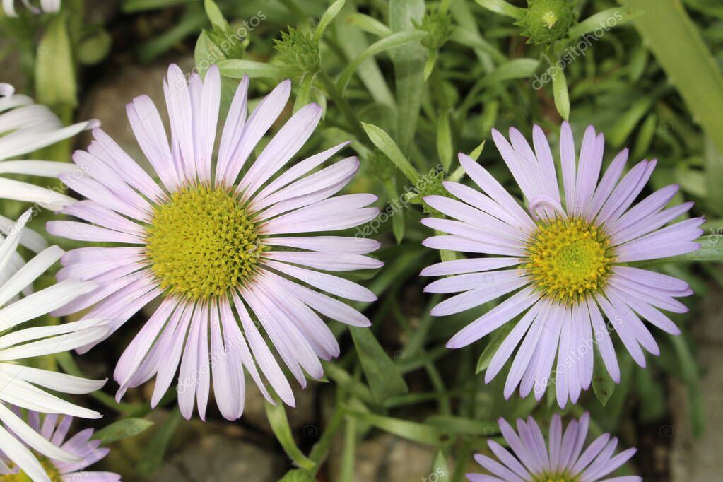 "Alto Townsend Daisy "flores en St. Gallen, Suiza. Su nombre en latín ...