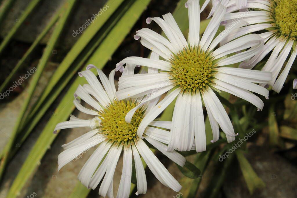 "Alto Townsend Daisy "flores en St. Gallen, Suiza. Su nombre en latín ...