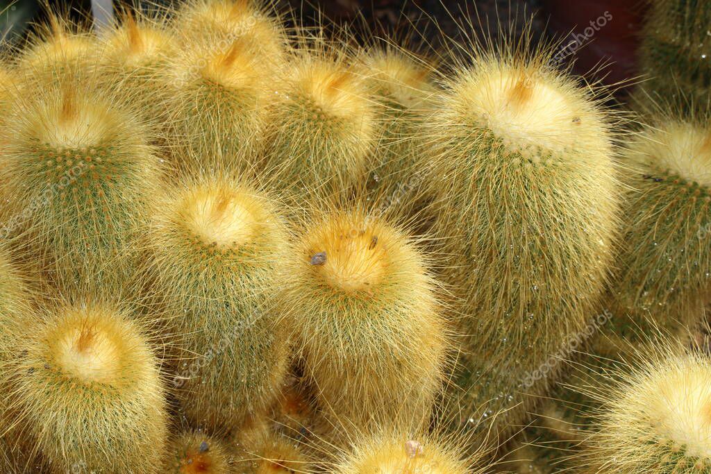 "Lemon Ball "cactus (o Golden Ball, Yellow Tower) en Zurich, Suiza. Su ...