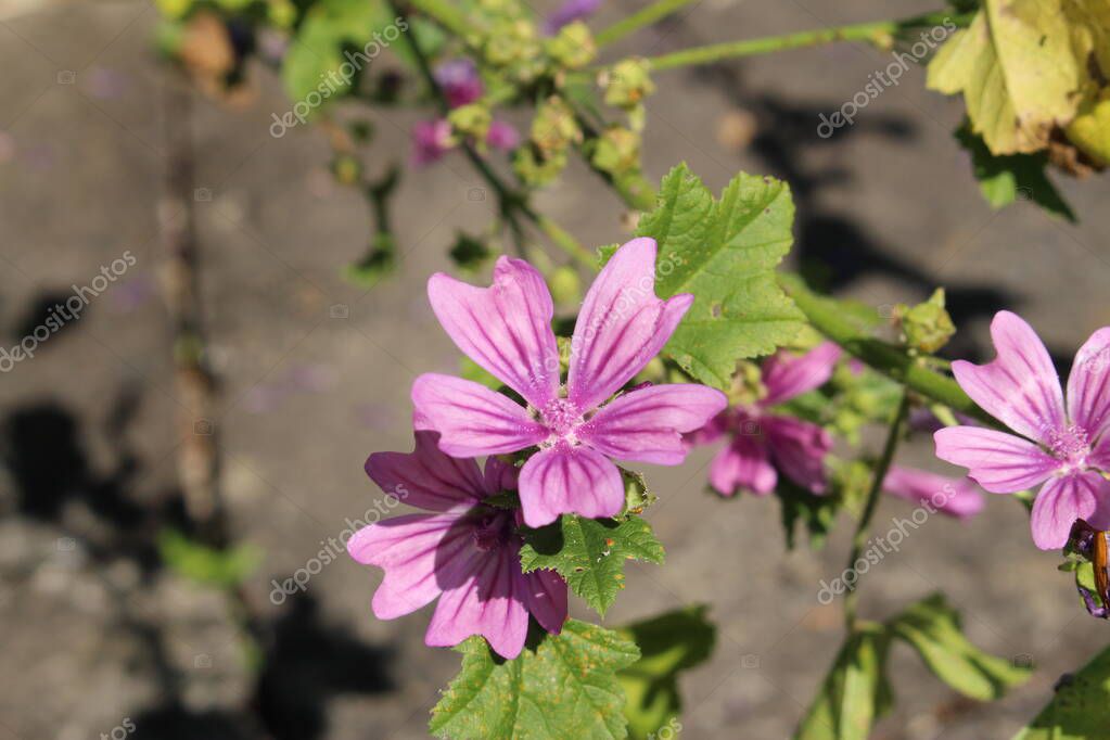 Flor violeta "Common Mallow" (o Quesos, Malva Alta, Malva Alta) en St ...
