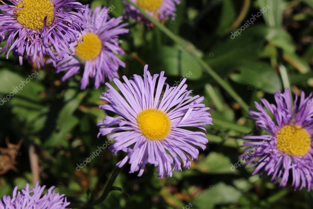 Blue hybrid "Fleabane" flores en St. Gallen, Suiza. Su nombre en latín ...