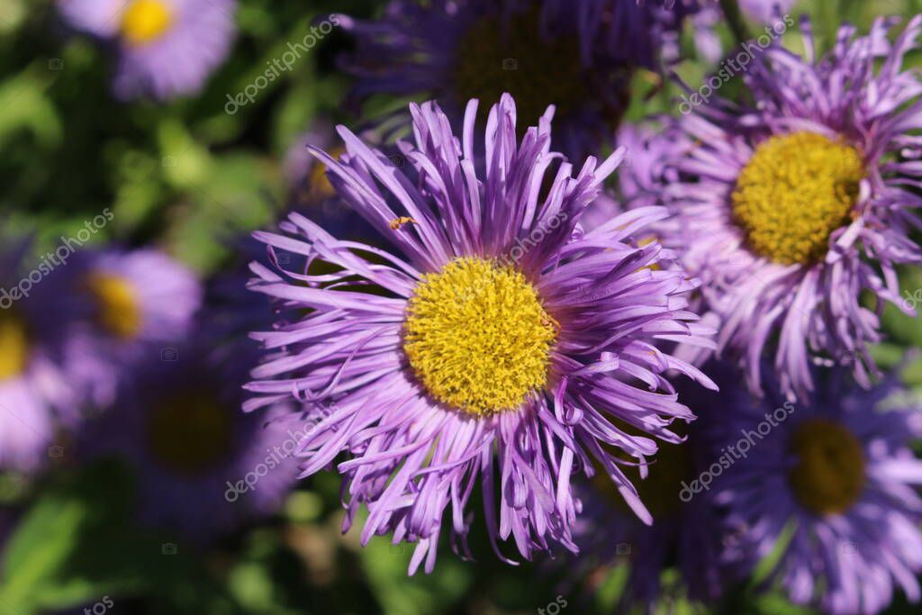 Blue hybrid "Fleabane" flores en St. Gallen, Suiza. Su nombre en latín ...