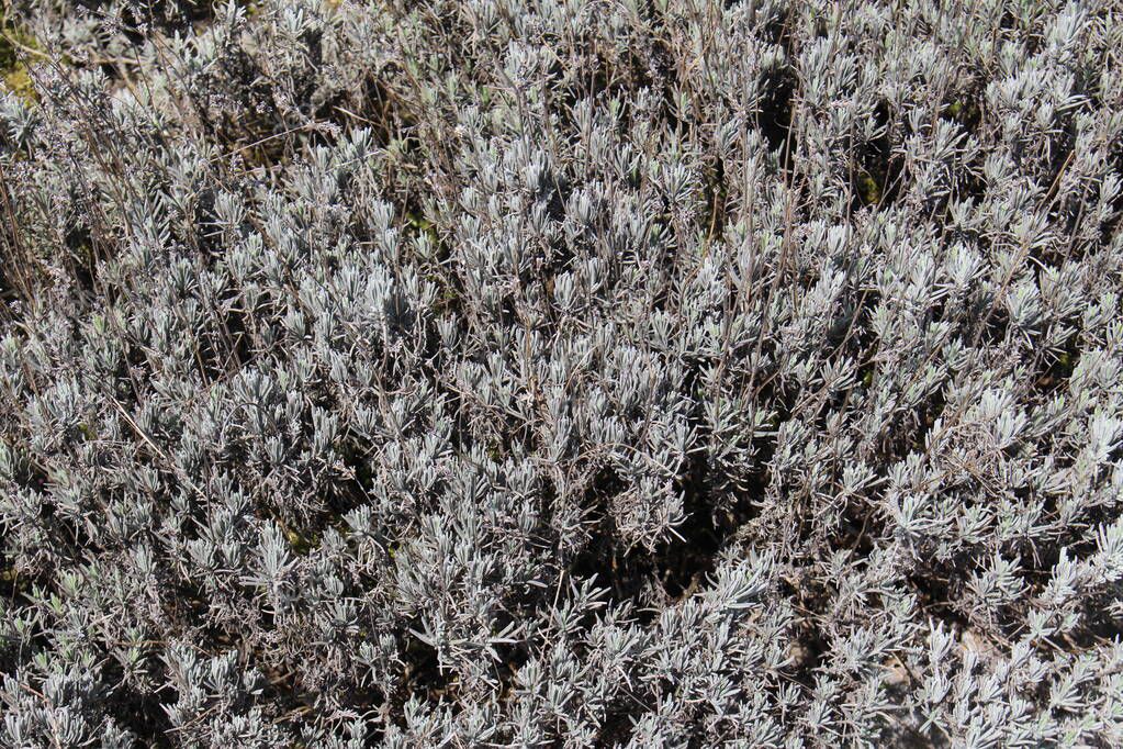 "Lavanda inglesa (o lavanda de jardín, lavanda común, lavanda verdadera ...