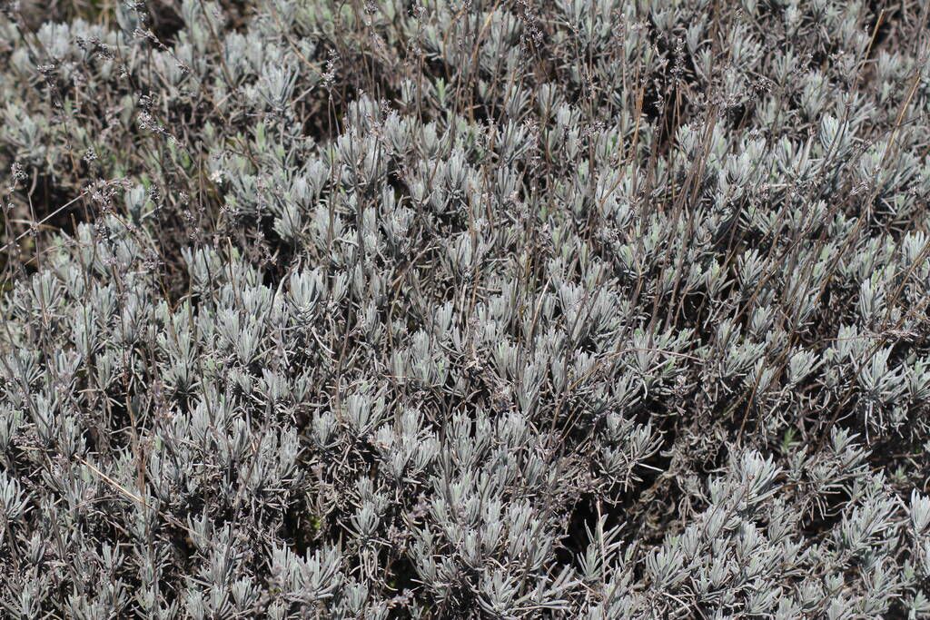 "Lavanda inglesa (o lavanda de jardín, lavanda común, lavanda verdadera ...