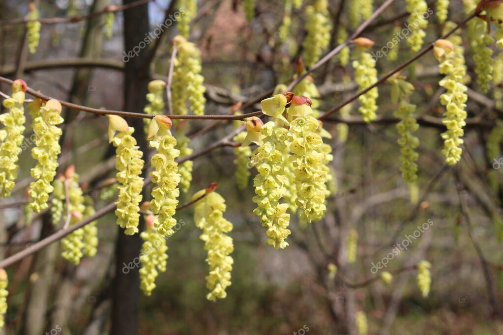 "China Winterhazel "flores en racimos en primavera en St. Gallen, Suiza ...