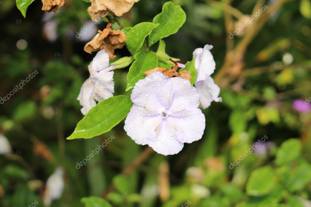 "Flor de Manaca Brunfelsia (o Flor de Navidad, Paraguay Jazmín) con ...