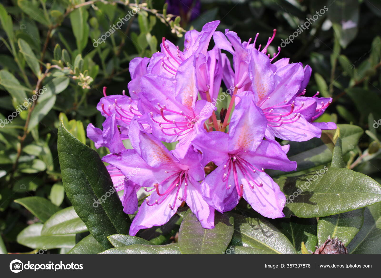 Pontic Rhododendron Flowers Common Rhododendron Gallen Switzerland Its ...