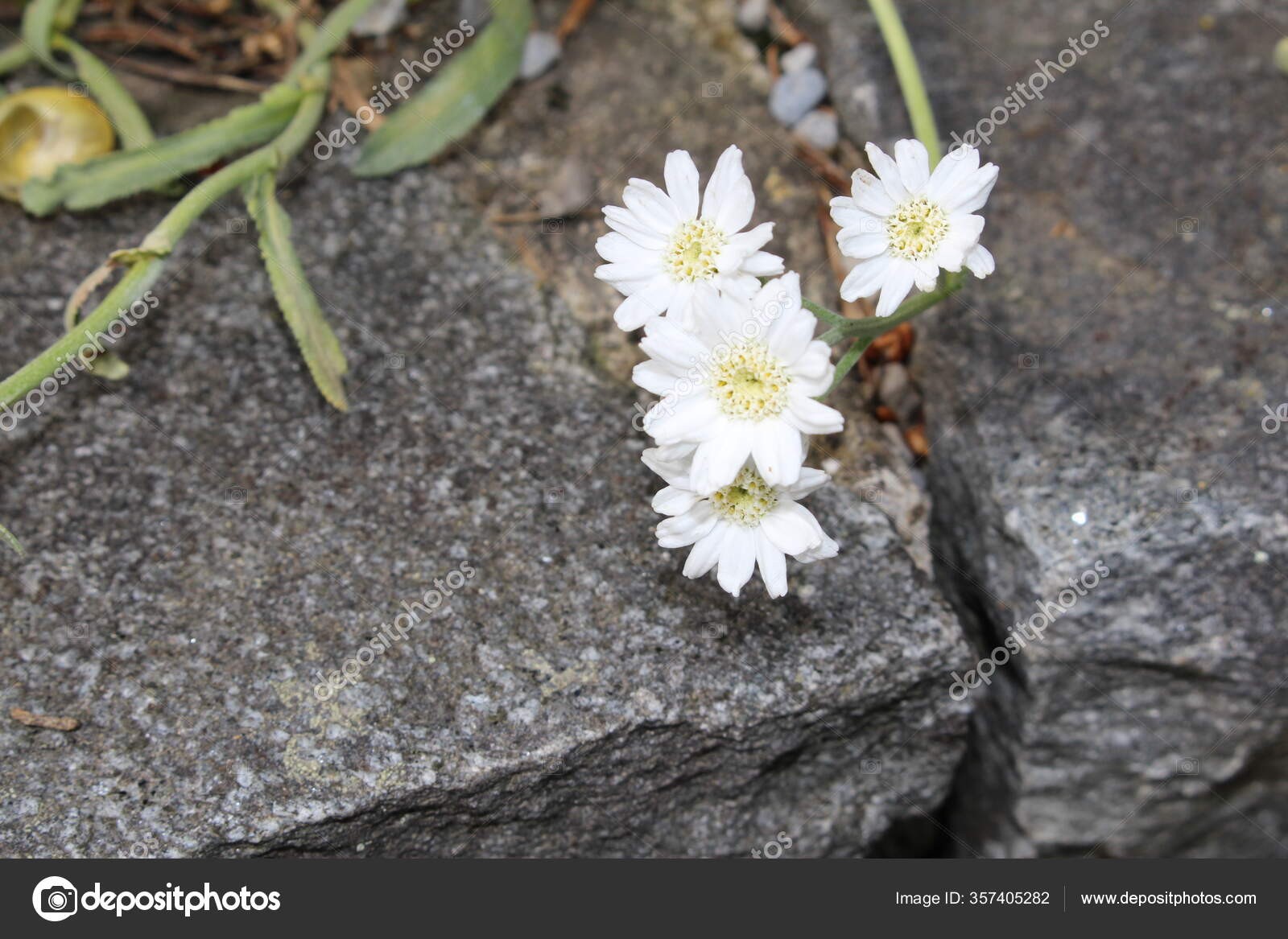 White Serbian Yarrow Flowers Gallen Switzerland Its Scientific Name ...