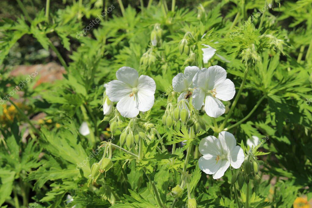 White "Meadow Cranesbill" (o Meadow Geranium) flores en Innsbruck ...