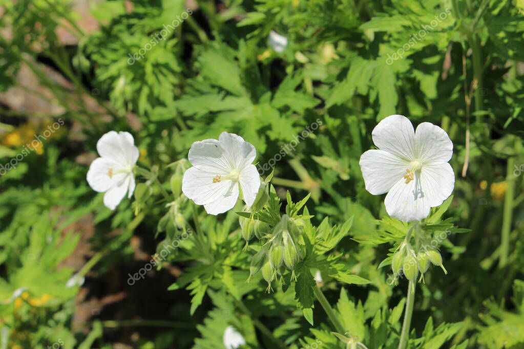 White "Meadow Cranesbill" (o Meadow Geranium) flores en Innsbruck ...