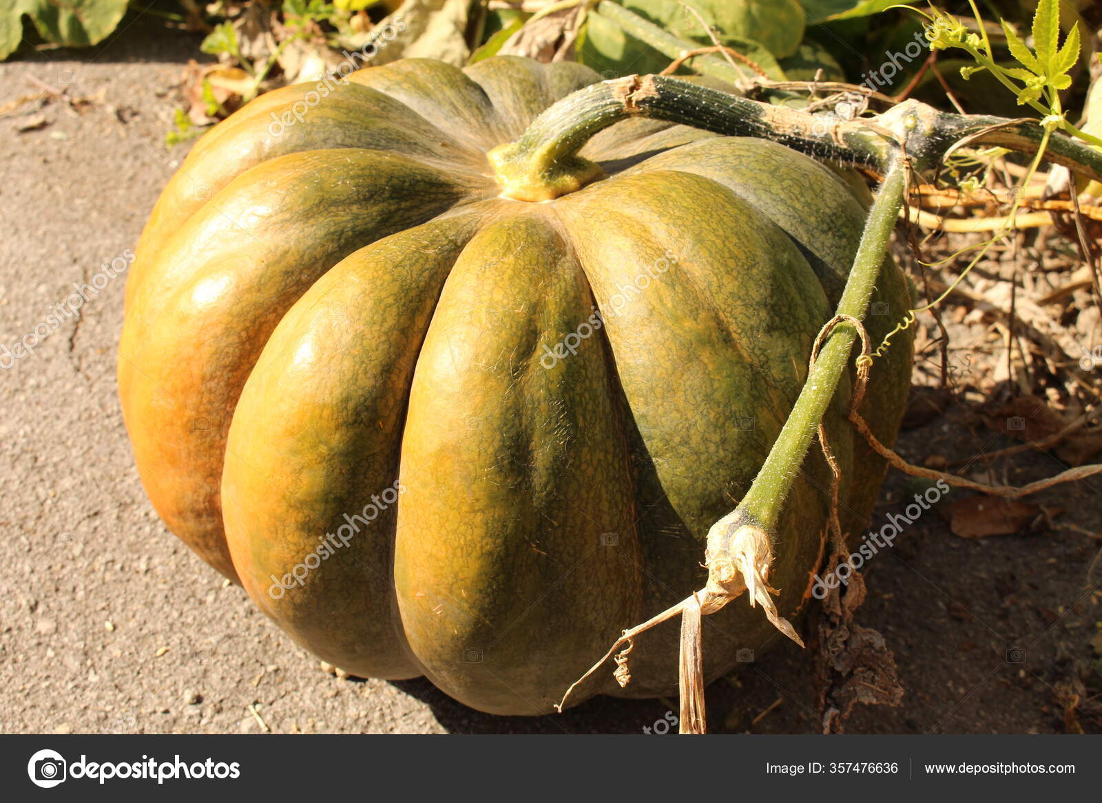 Cucurbita Moschata