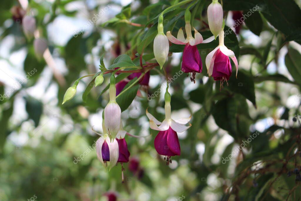 Flores híbridas "fucsia" en Munich, Alemania. Este género de flores ...