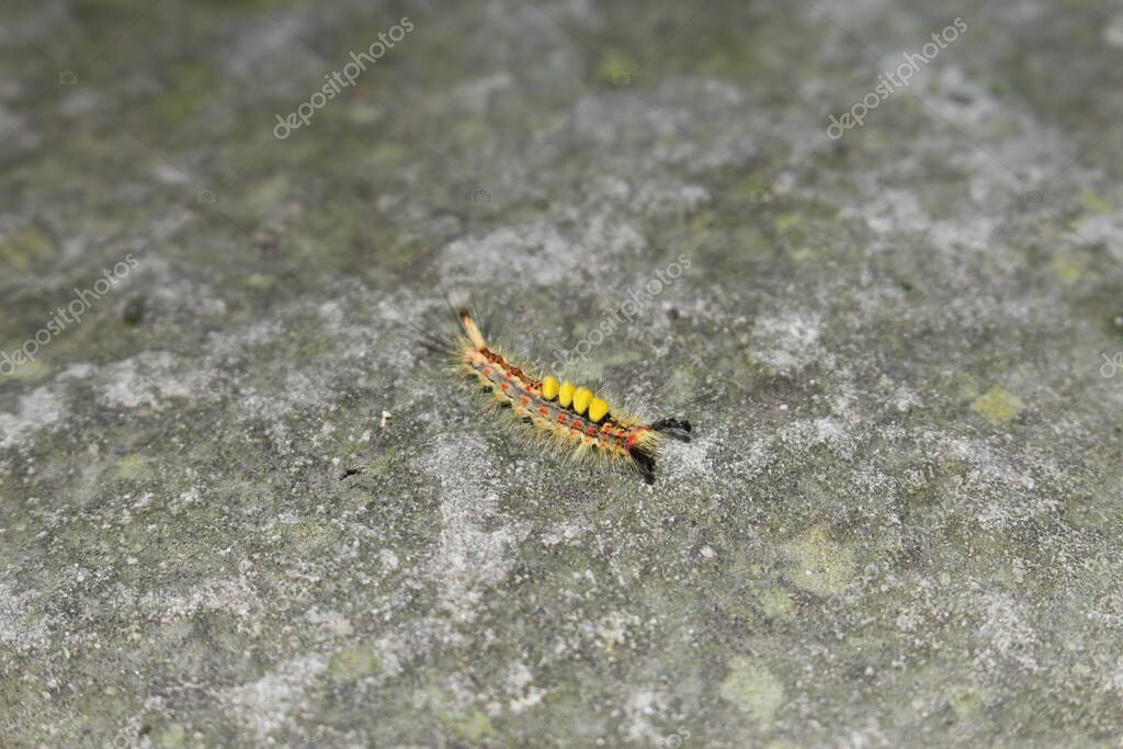 "Rusty Tussock Moth "(o Vapourer) oruga en Innsbruck, Austria. Su ...