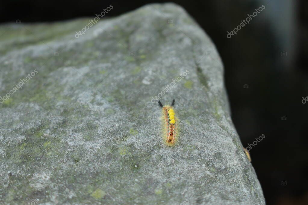 "Rusty Tussock Moth "(o Vapourer) oruga en Innsbruck, Austria. Su ...