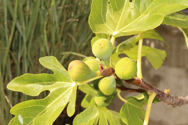 Dhobi nut tree Stock Photos, Royalty Free Dhobi nut tree Images ...