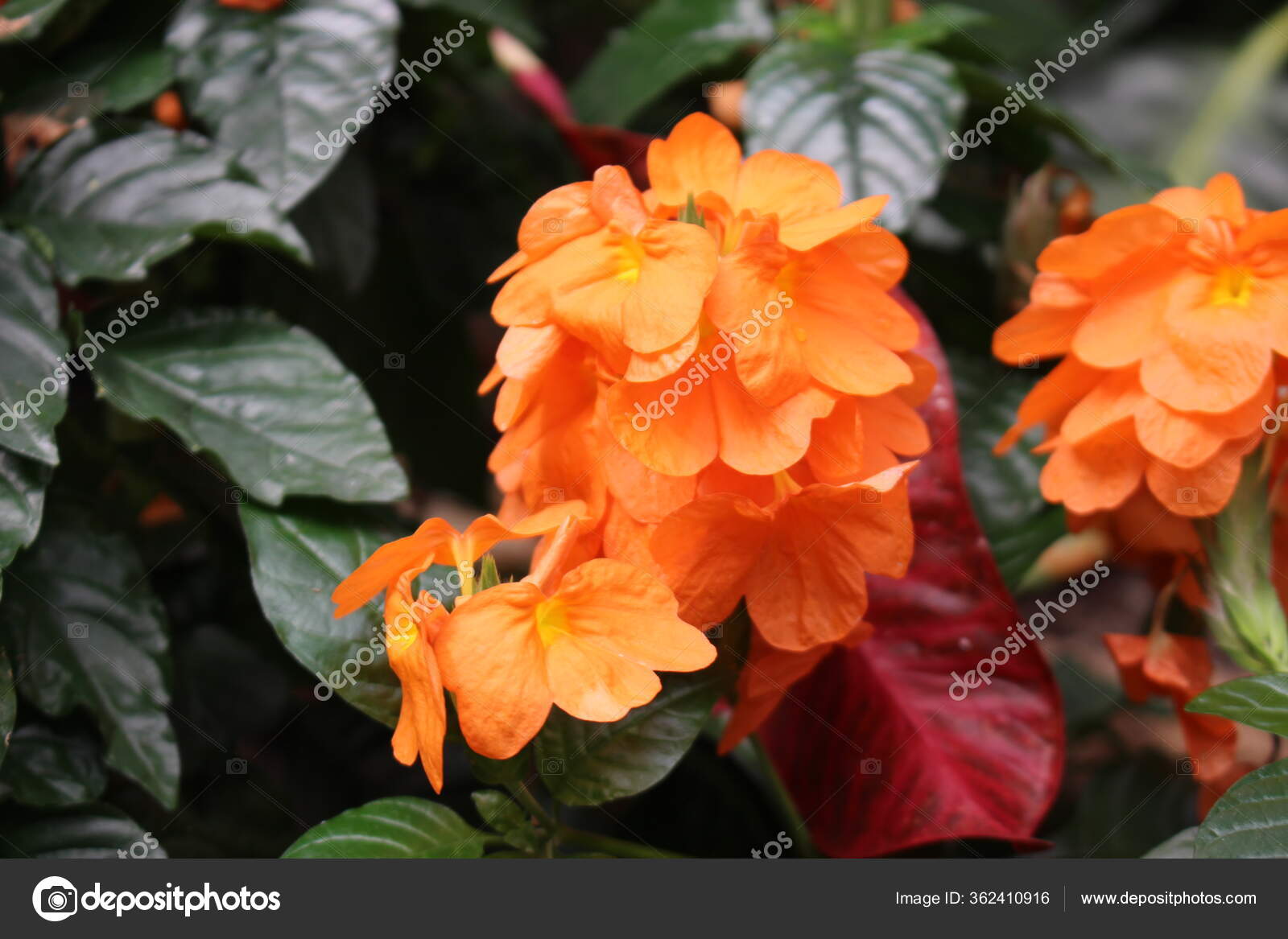 Orange Marmalade Flowers Crossandra Firecracker Flower Innsbruck ...
