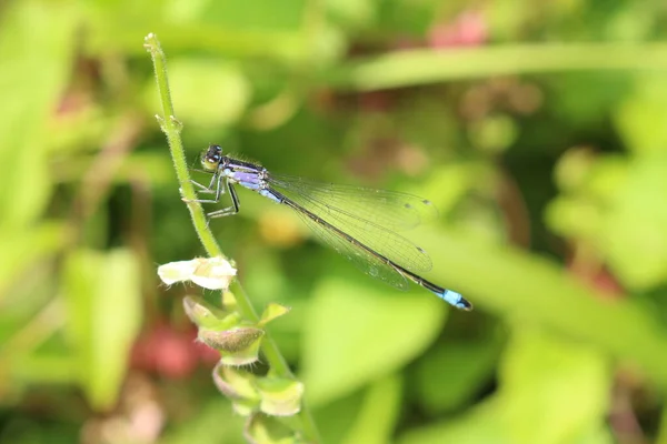 Blue tailed fly Stock Photos, Royalty Free Blue tailed fly Images ...