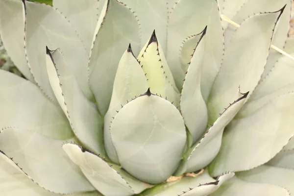 Agave caribeño Stock Photos, Royalty Free Agave caribeño Images ...