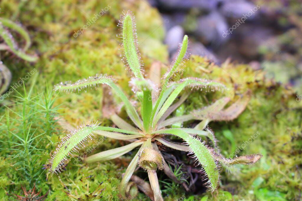 "Cabo Sundew "planta en Innsbruck, Austria. Su nombre científico es ...