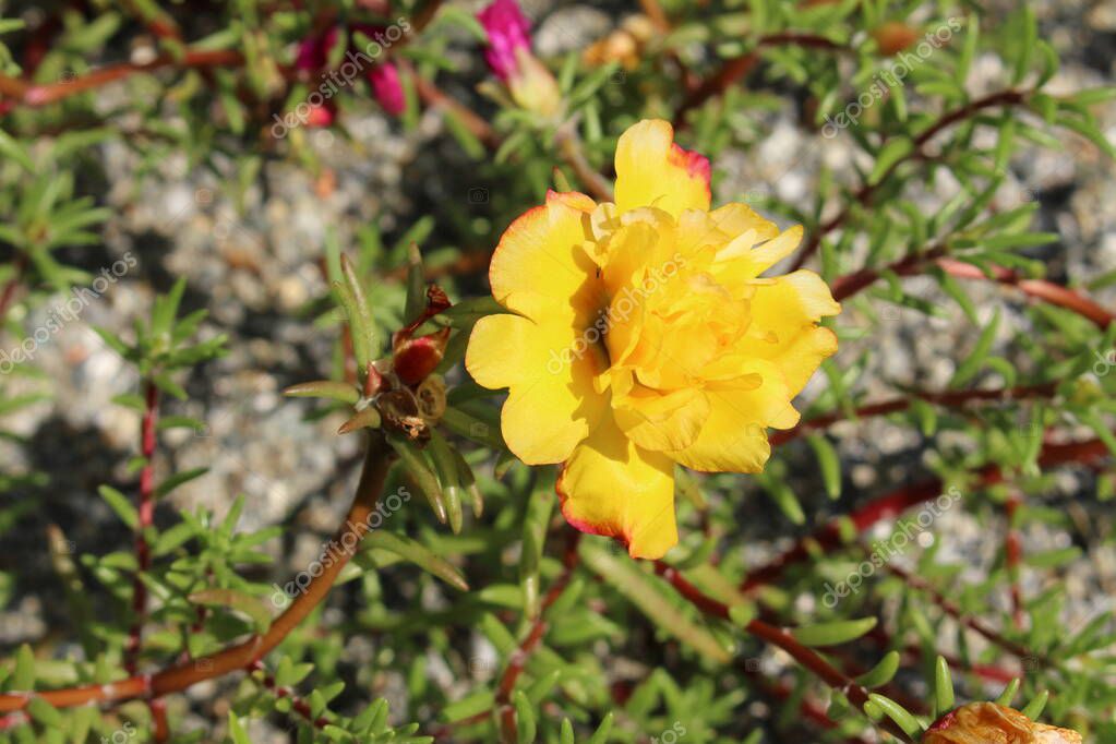 Amarillo "Mexican Rose" (o Rock Rose, Sun Rose, Moss Rose, Moss-Rose ...