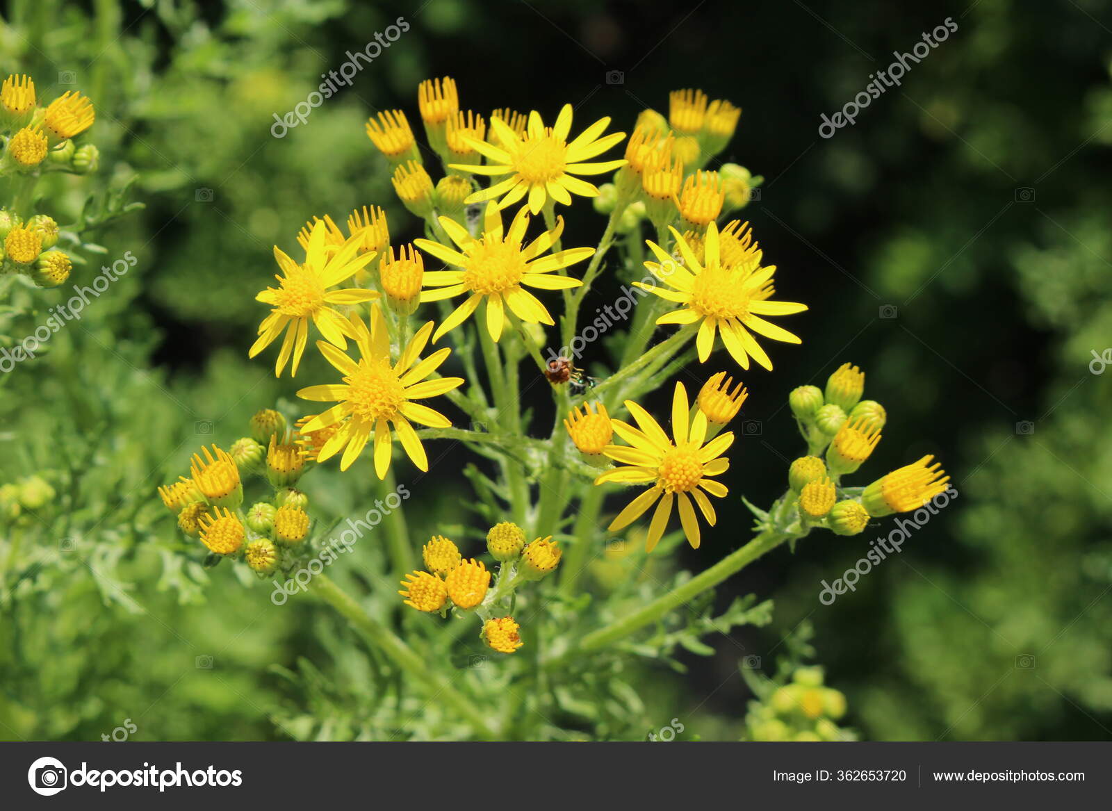 Yellow Ragwort Flowers Tansy Ragwort Benweed James Wort Ragweed ...