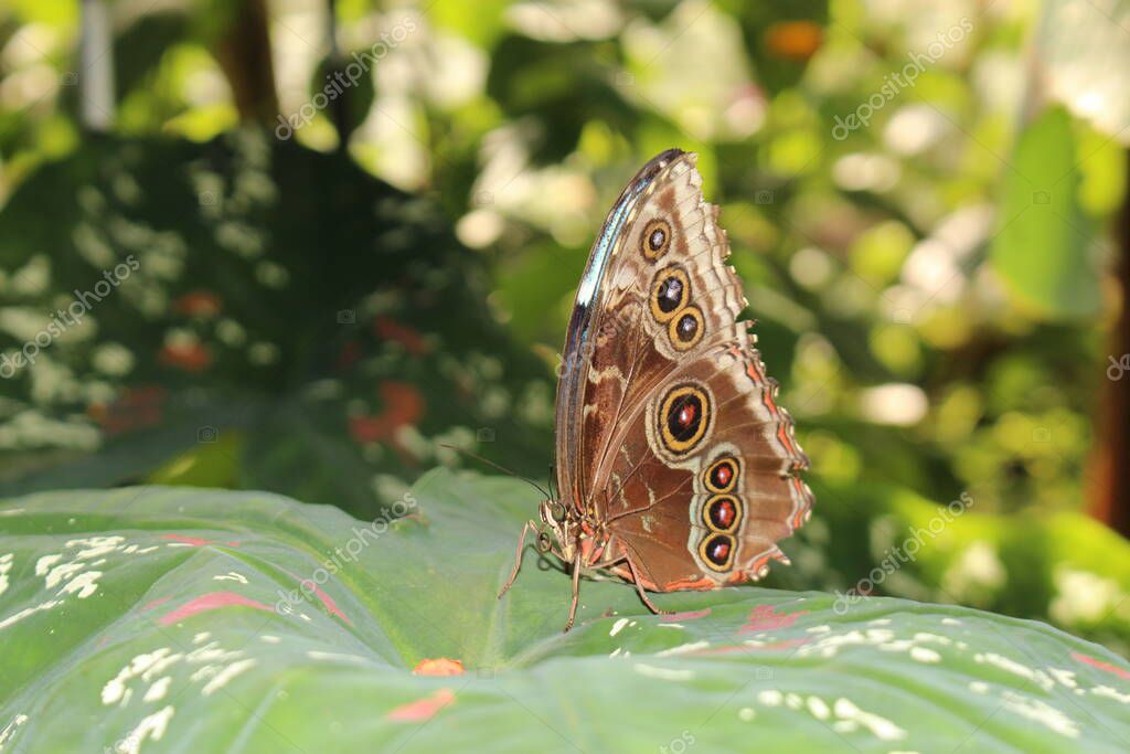 Palabra Conspicuo en el diccionario